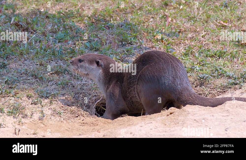 Singapore - Smooth-coated otter digging a hole - slow motion Stock ...
