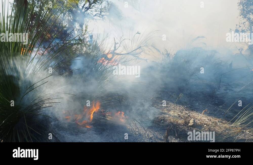 Trunkless tree Stock Videos & Footage - HD and 4K Video Clips - Alamy