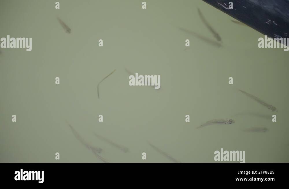 No eating fish Stock Videos & Footage - HD and 4K Video Clips - Alamy