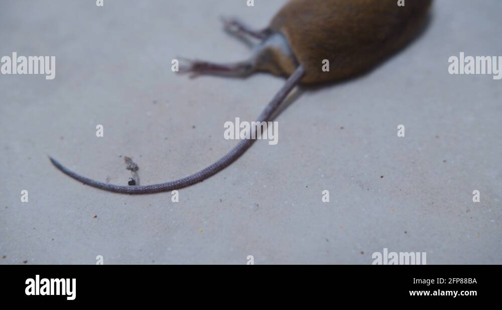 Thin mouse Stock Videos & Footage - HD and 4K Video Clips - Alamy