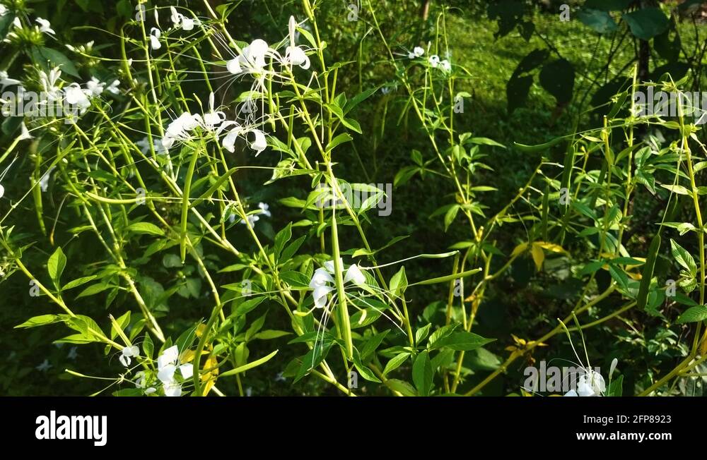 Thin green stalks Stock Videos & Footage - HD and 4K Video Clips - Alamy