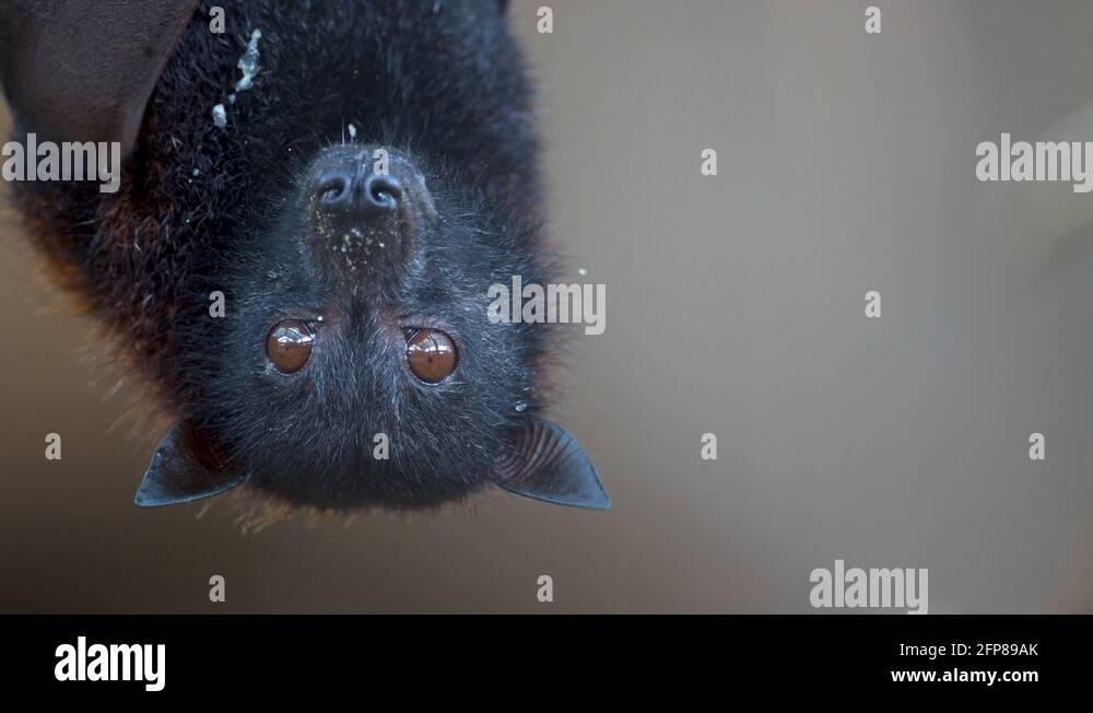 Fruit bat flying fox face Stock Videos & Footage - HD and 4K Video ...