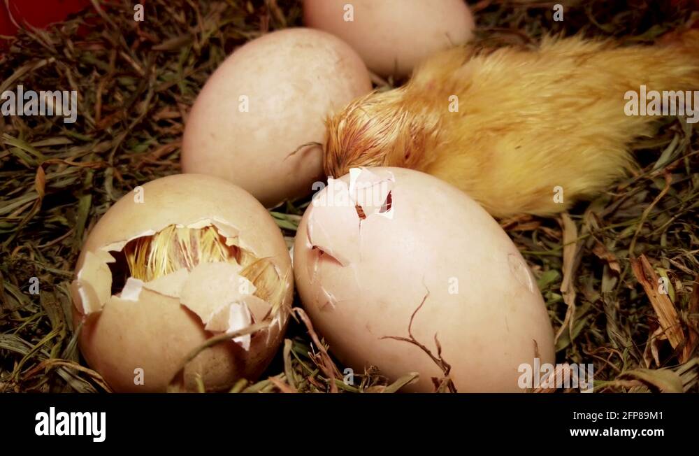 Broken duck shell Stock Videos & Footage - HD and 4K Video Clips - Alamy