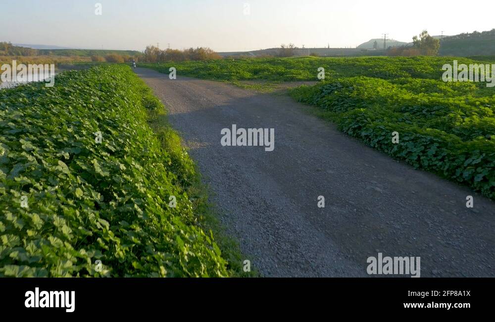Vegetation on dirt road Stock Videos & Footage - HD and 4K Video Clips ...