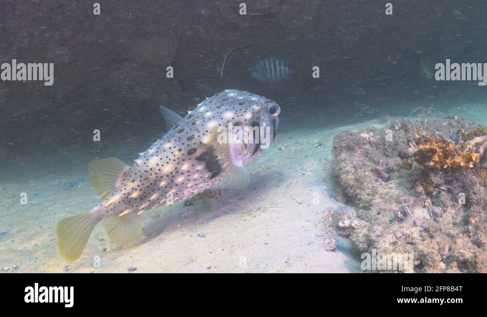 Toad fish Stock Videos & Footage - HD and 4K Video Clips - Alamy