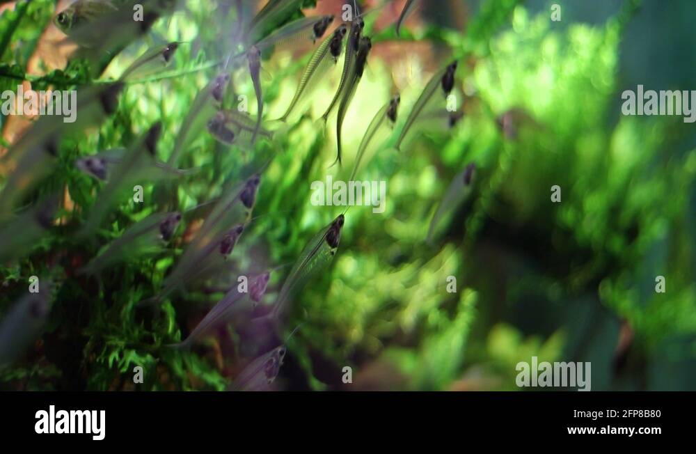 Blurry fish in water Stock Videos & Footage - HD and 4K Video Clips - Alamy