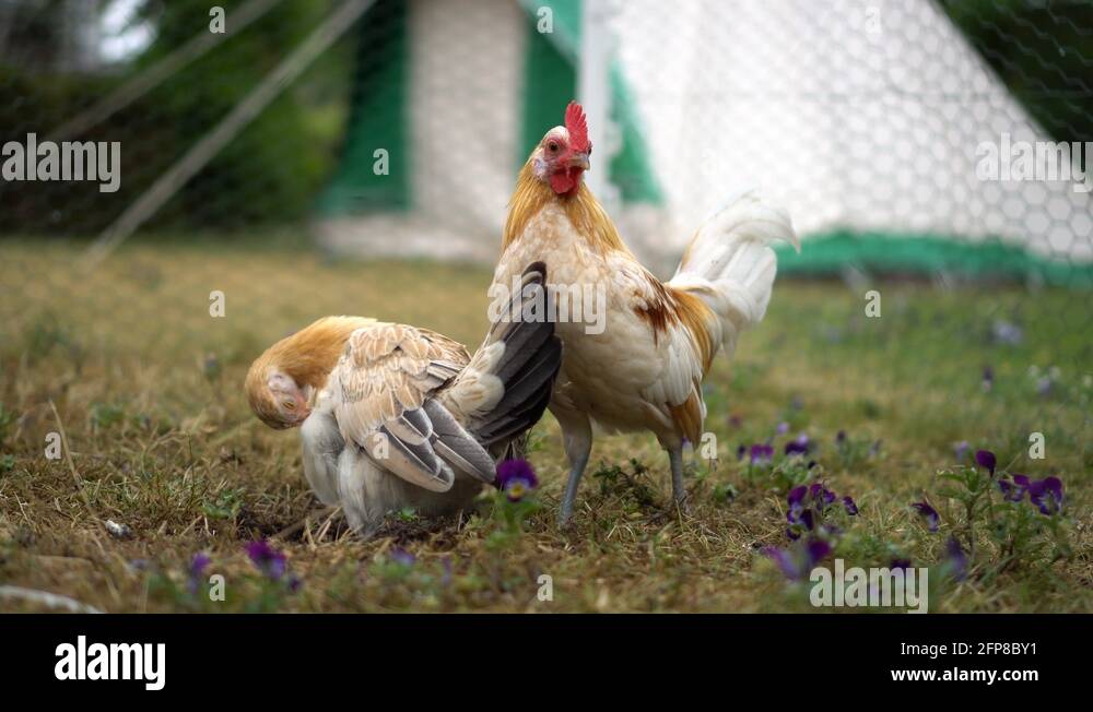 Young Bantam Rooster Stock Videos Footage Hd And 4k Video Clips Alamy