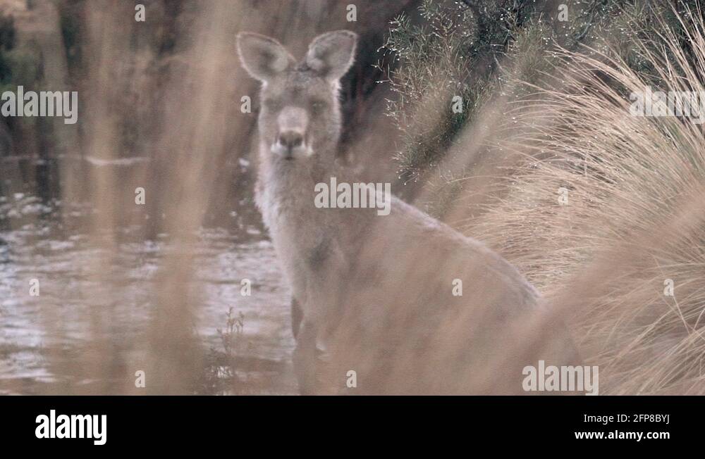 Riverbank flora and fauna Stock Videos & Footage - HD and 4K Video ...