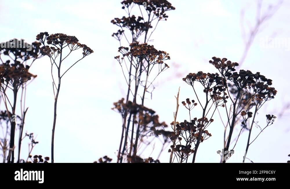 A close up footage of budding flowers from the plantation isolated on a ...