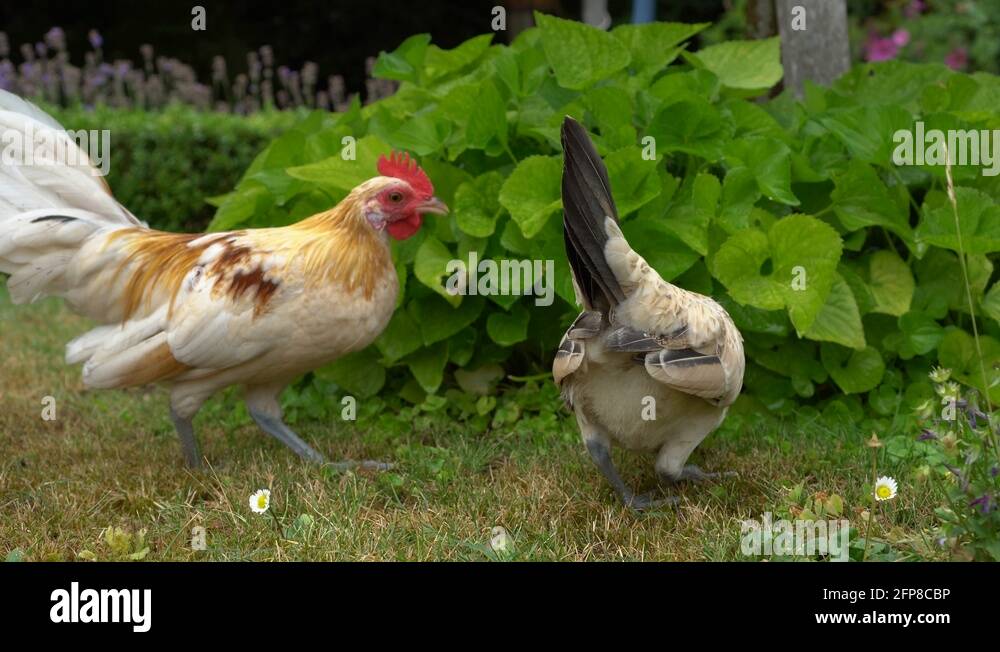Range rooster Stock Videos & Footage - HD and 4K Video Clips - Alamy