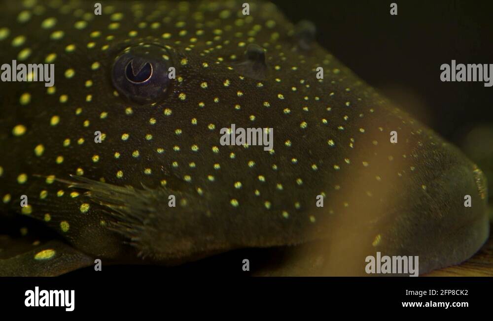 Phantom eye Stock Videos & Footage - HD and 4K Video Clips - Alamy