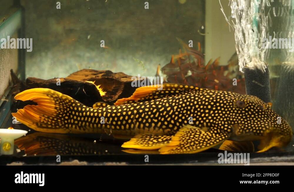 Orange fish with black spots Stock Videos & Footage - HD and 4K Video ...