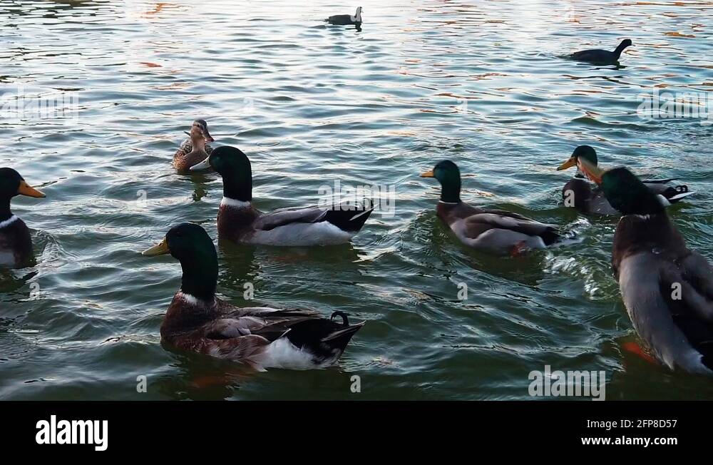Mallard tail Stock Videos & Footage - HD and 4K Video Clips - Alamy