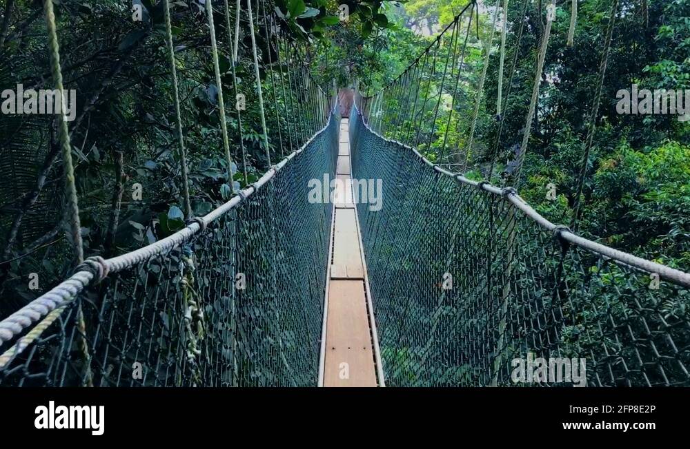 Jungle walk footbridge Stock Videos & Footage - HD and 4K Video Clips ...