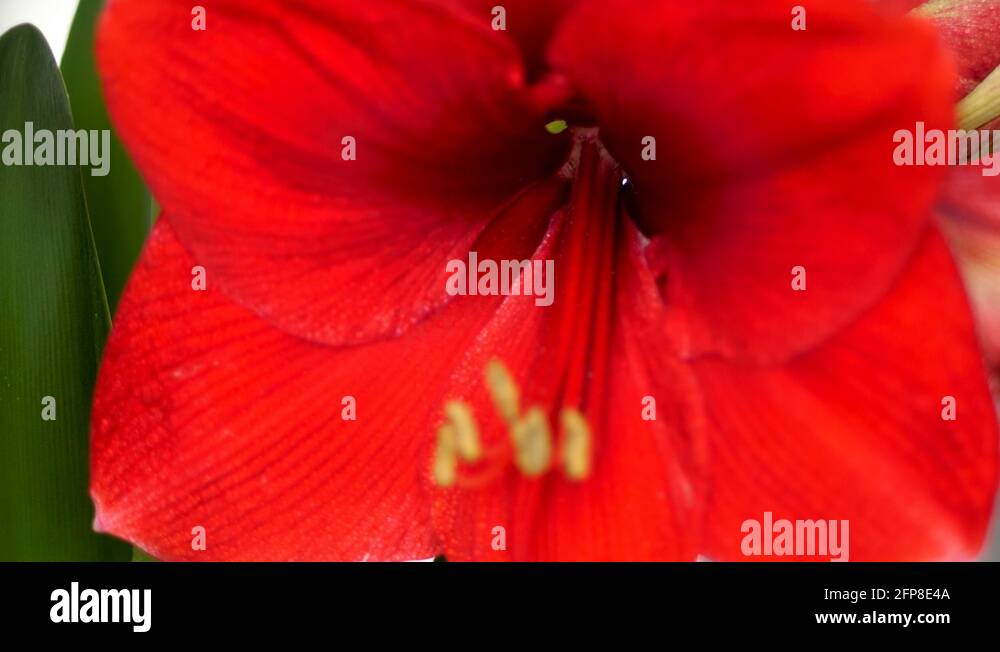 Flower of long stamens Stock Videos & Footage - HD and 4K Video Clips ...