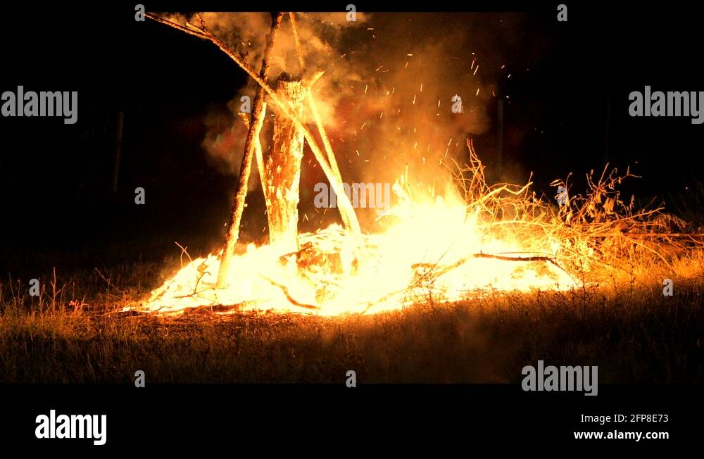 Burning bush tree Stock Videos & Footage - HD and 4K Video Clips - Alamy