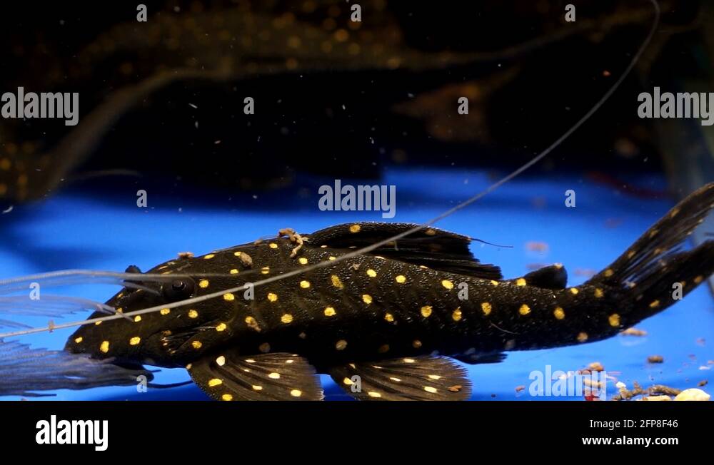 Spotted dot Stock Videos & Footage - HD and 4K Video Clips - Alamy