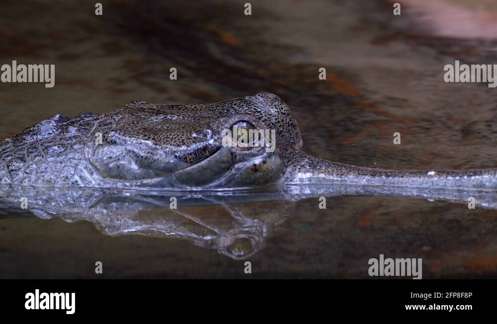 Head submerged in water Stock Videos & Footage - HD and 4K Video Clips ...