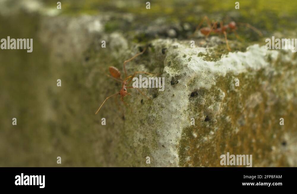 Ants structure Stock Videos & Footage - HD and 4K Video Clips - Alamy