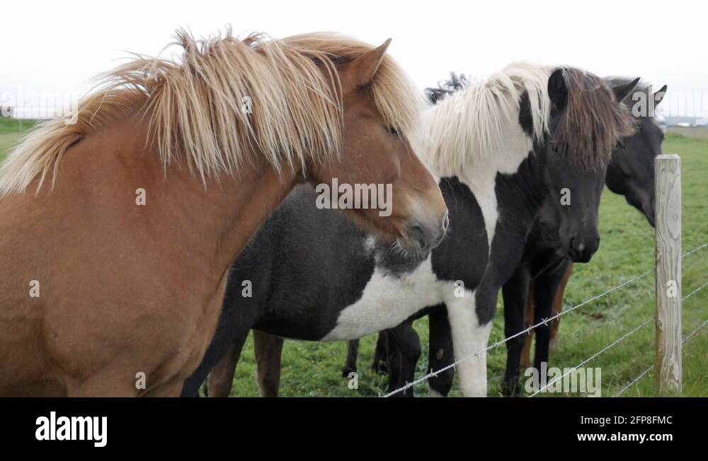 Heritage animal Stock Videos & Footage - HD and 4K Video Clips - Alamy
