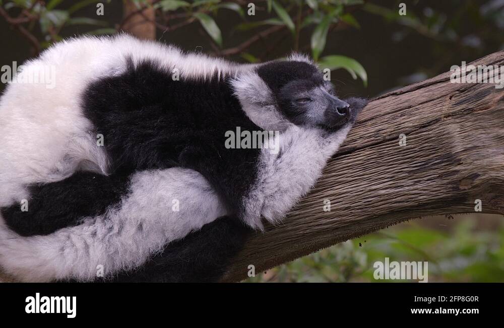 An Adorable Sleepy Black And White Ruffed Lemur On A Tree Branch ...