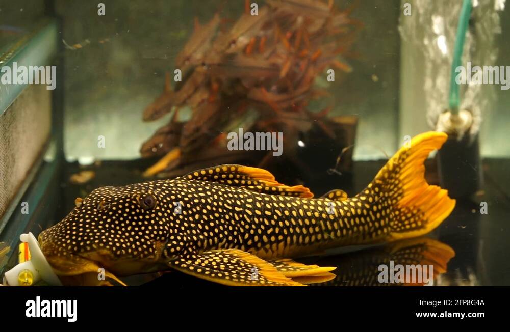 Suckermouth catfishes Stock Videos & Footage - HD and 4K Video Clips ... Suckermouth catfishes Stock Videos & Footage - HD and 4K Video Clips ...