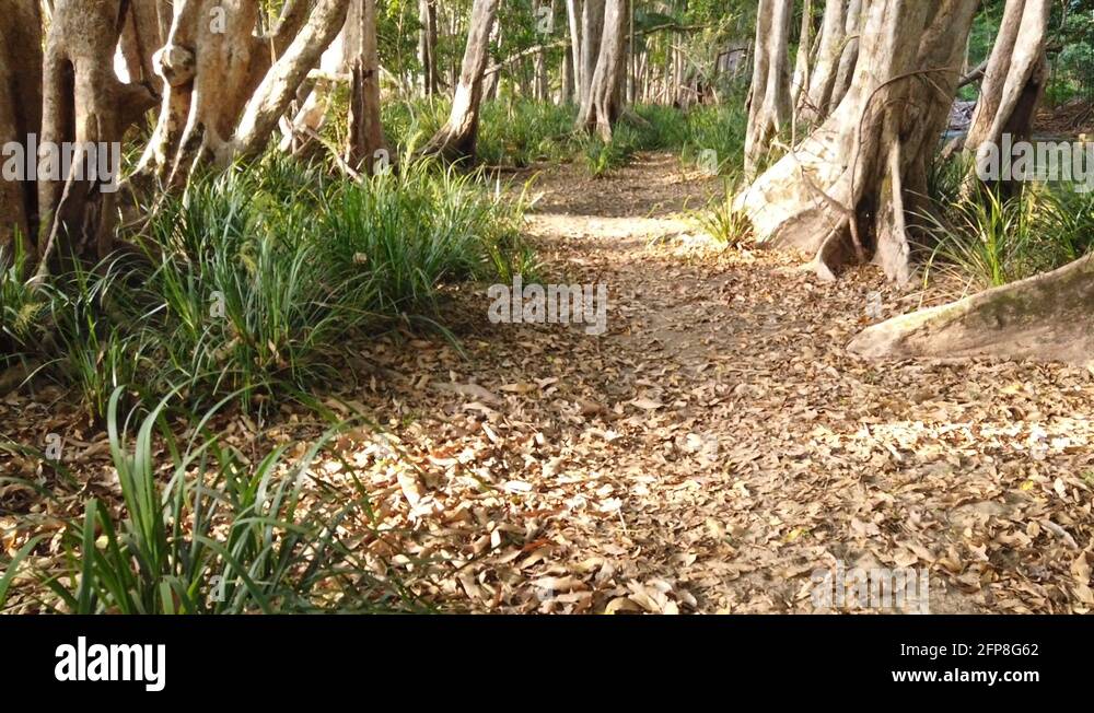 Native bush walk Stock Videos & Footage - HD and 4K Video Clips - Alamy