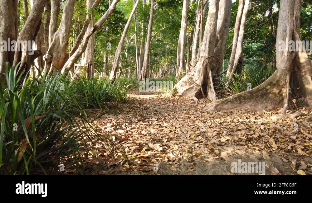 Bush pathway Stock Videos & Footage - HD and 4K Video Clips - Alamy