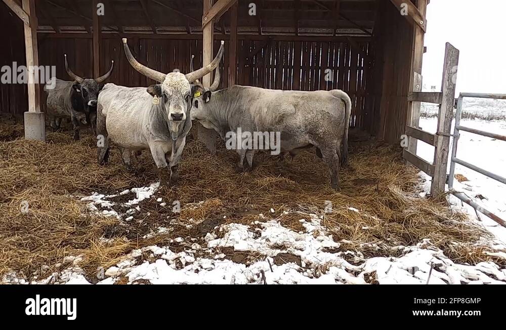 Adult cattle Stock Videos & Footage - HD and 4K Video Clips - Alamy