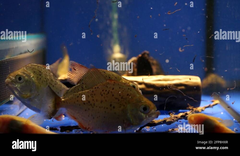 Wimple fish Stock Videos & Footage - HD and 4K Video Clips - Alamy