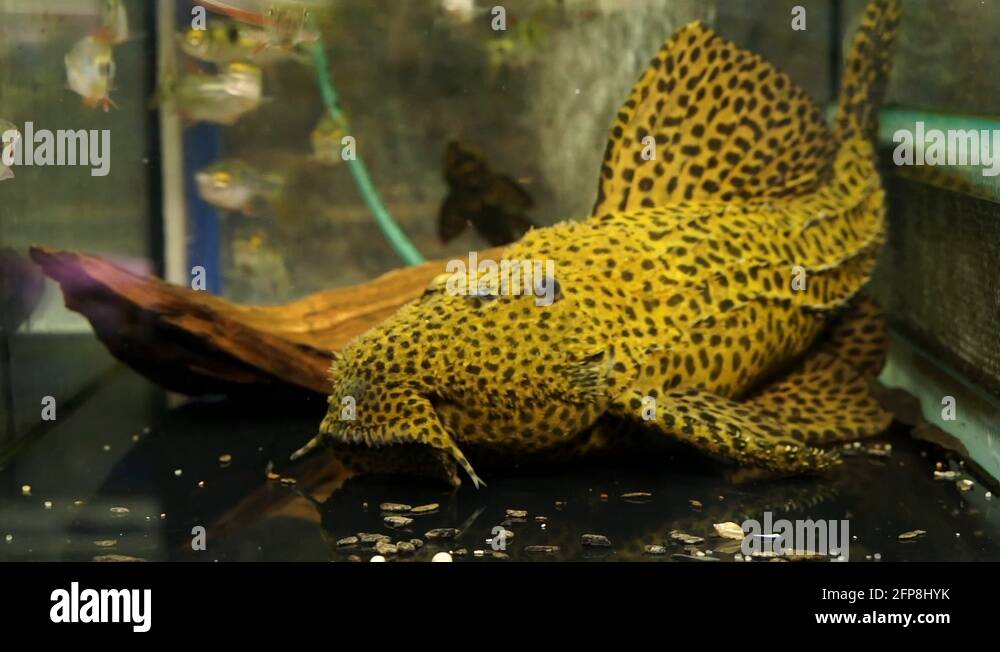 Spotted cactus Stock Videos & Footage - HD and 4K Video Clips - Alamy