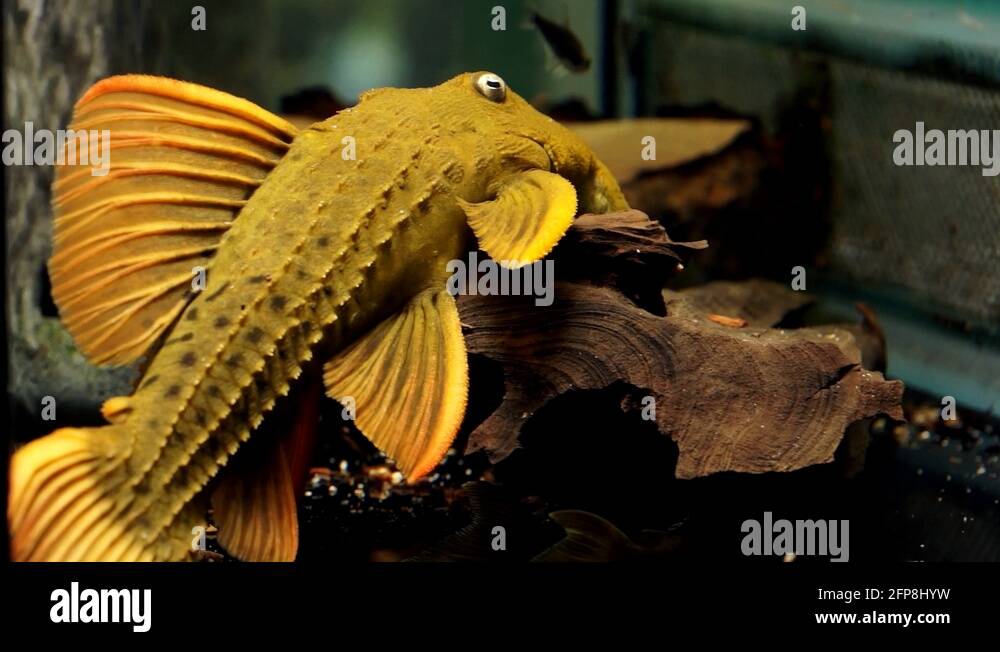 Close up Yellow And Orange Suckermouth Catfish Spiny Monster Pleco ...