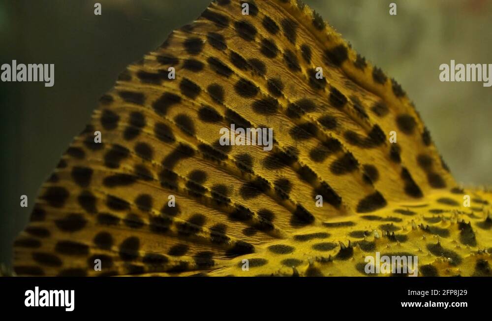 Extreme Close Up of Dorsal Fin of Yellow in Dark Spots Spiny Monster ...