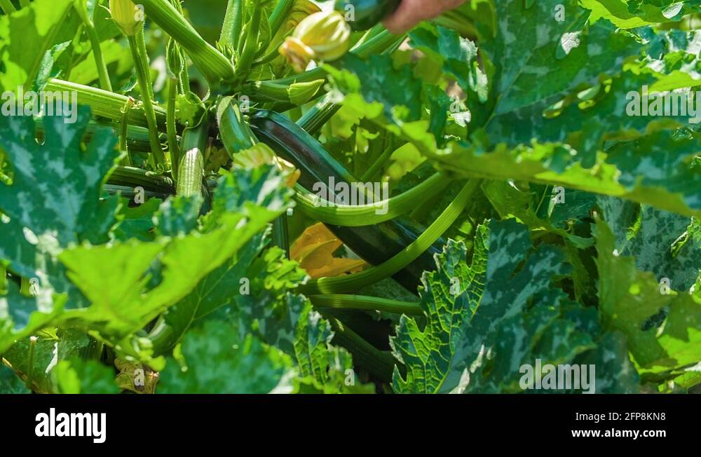 Courgette plant leaves Stock Videos & Footage - HD and 4K Video Clips ...
