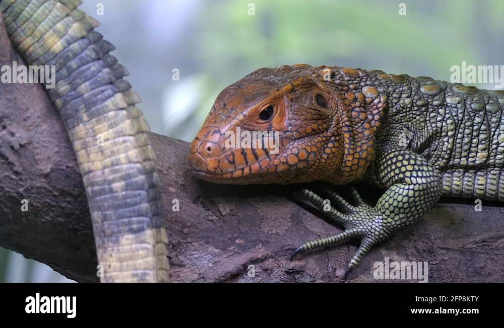 A Beautiful Caiman Lizard Resting On A Tree Branch With It's Blue ...