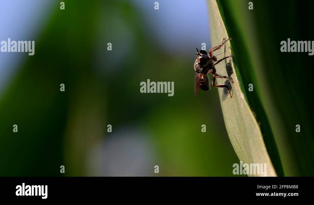 Life cycle of corn Stock Videos & Footage - HD and 4K Video Clips - Alamy