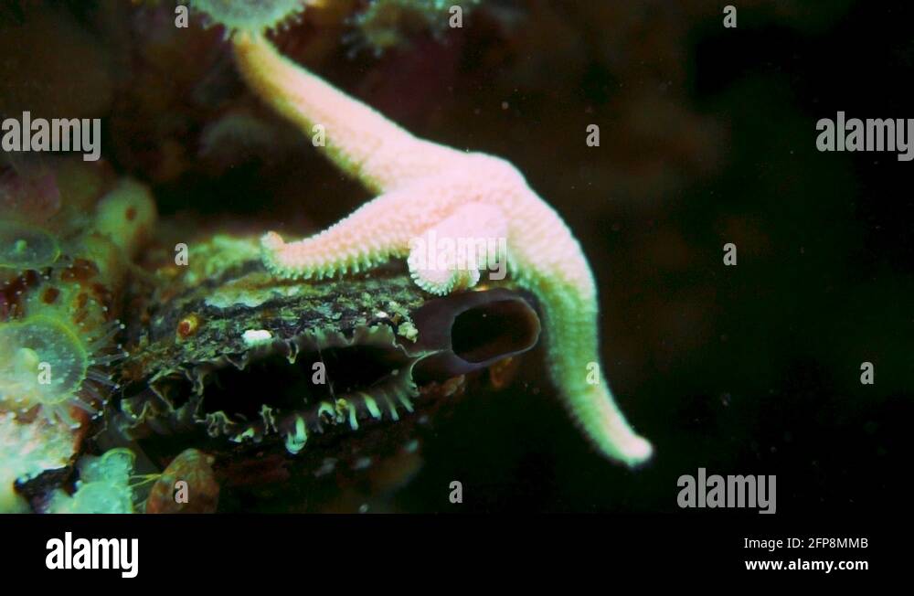 A clam on white Stock Videos & Footage - HD and 4K Video Clips - Alamy