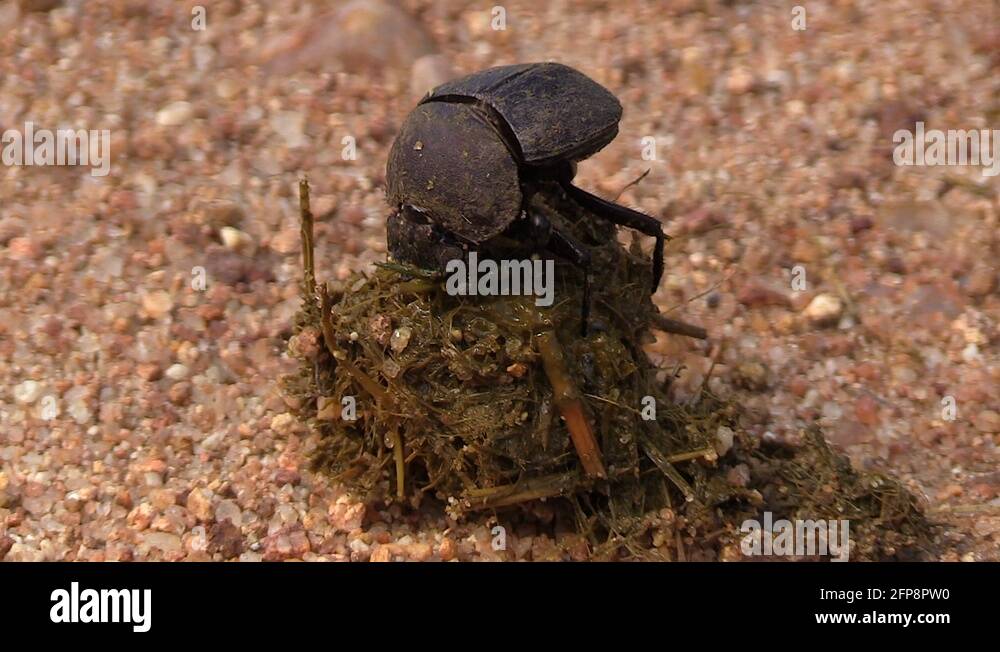 Dungbeetle Stock Videos & Footage - HD and 4K Video Clips - Alamy