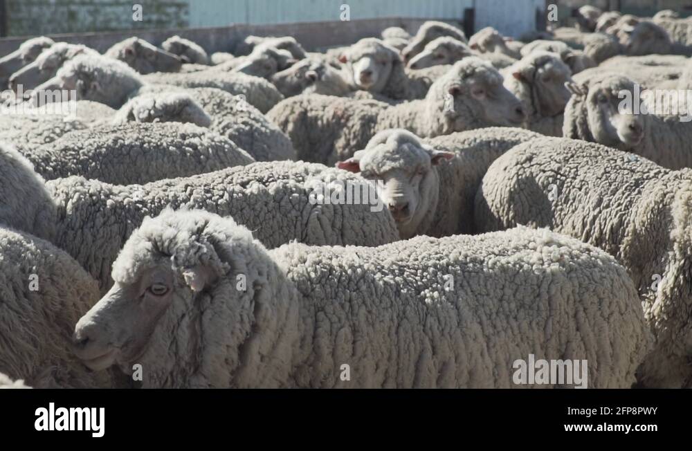 Furry sheep Stock Videos & Footage - HD and 4K Video Clips - Alamy
