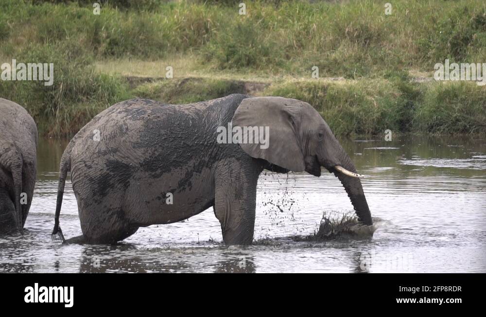 Animal cooling Stock Videos & Footage - HD and 4K Video Clips - Alamy