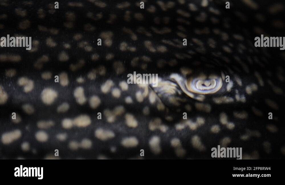 Amazon river stingray Stock Videos & Footage - HD and 4K Video Clips ...