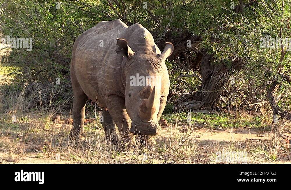 South african bull Stock Videos & Footage - HD and 4K Video Clips - Alamy
