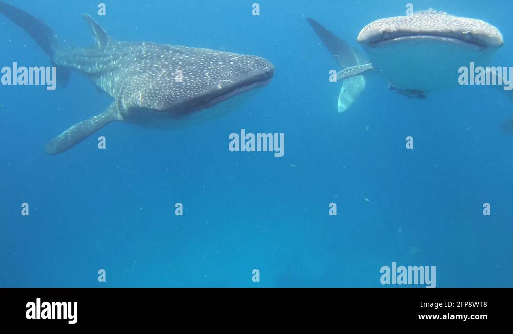Whale sharks habitat Stock Videos & Footage - HD and 4K Video Clips - Alamy