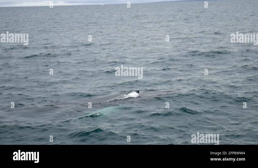 Slow Motion of Humpback Whale Blowing in Polar Waters. Typical ...