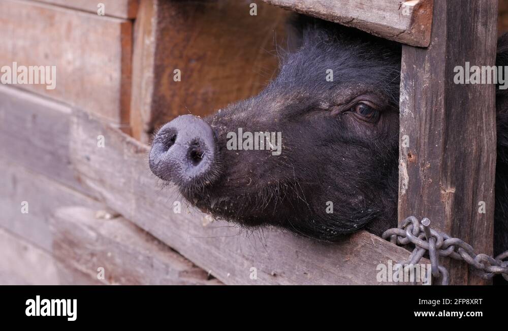 Pig sticking Stock Videos & Footage - HD and 4K Video Clips - Alamy
