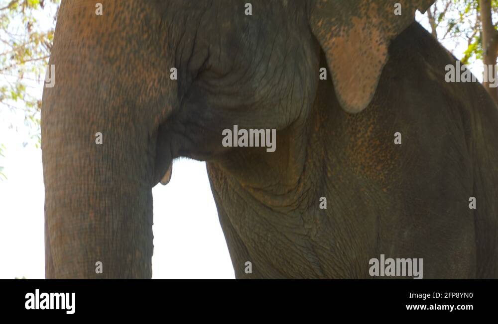 Trumpeting elephant Stock Videos & Footage - HD and 4K Video Clips - Alamy