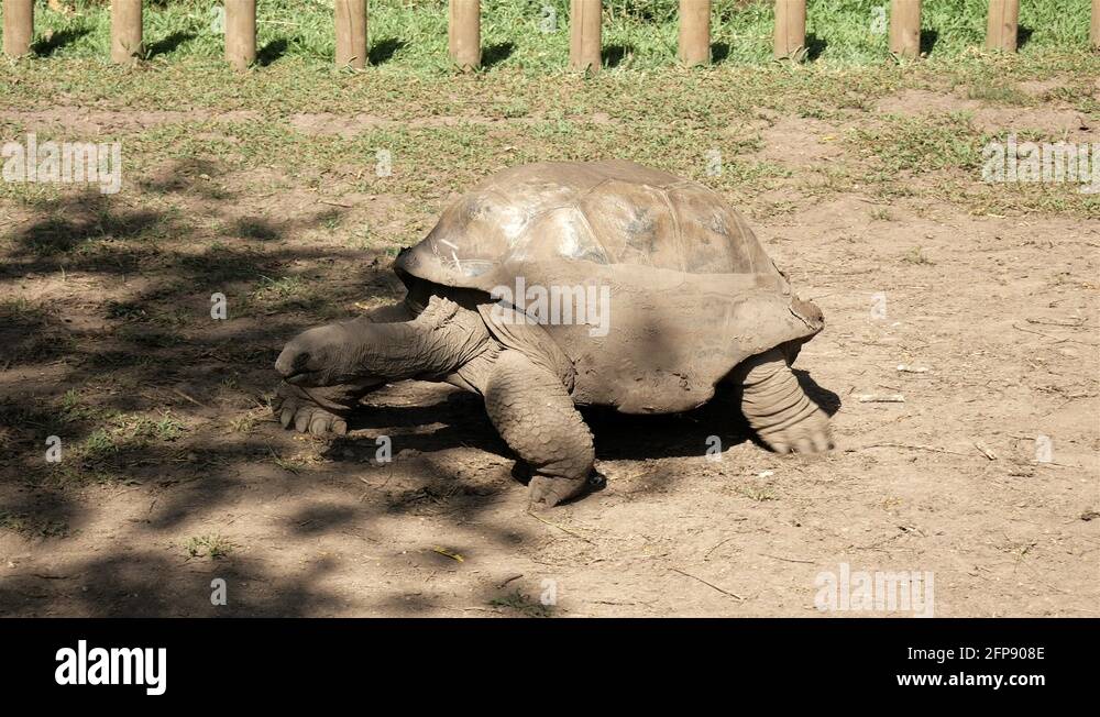 Turtle shadow Stock Videos & Footage - HD and 4K Video Clips - Alamy