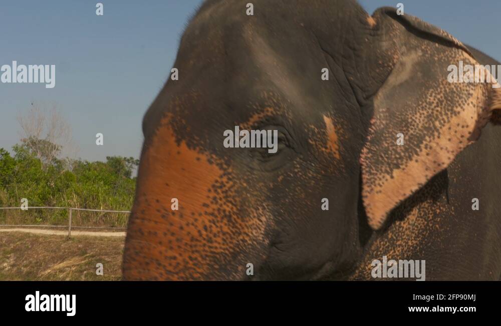 Close-up of an Asian elephant with depigmented skin on its trunk and ...