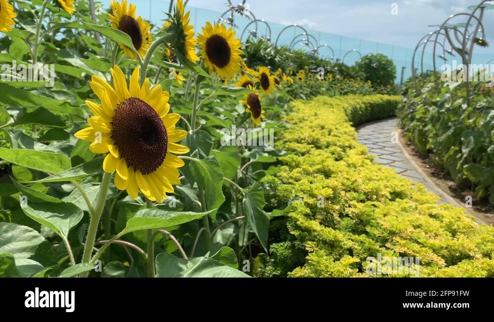 Terminal flowers Stock Videos & Footage - HD and 4K Video Clips - Alamy