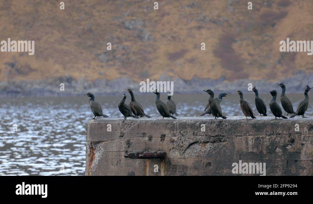 Bird pooping on head Stock Videos & Footage - HD and 4K Video Clips - Alamy